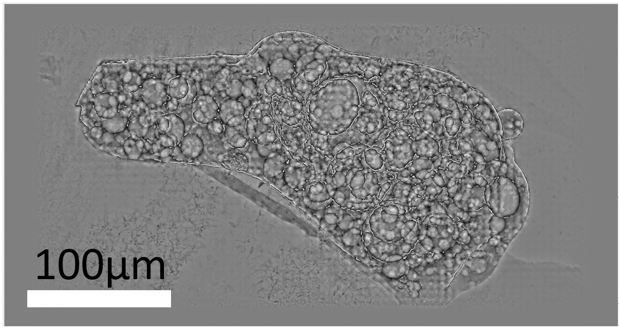 First ever images of fuel debris fallout particles from Fukushima ...